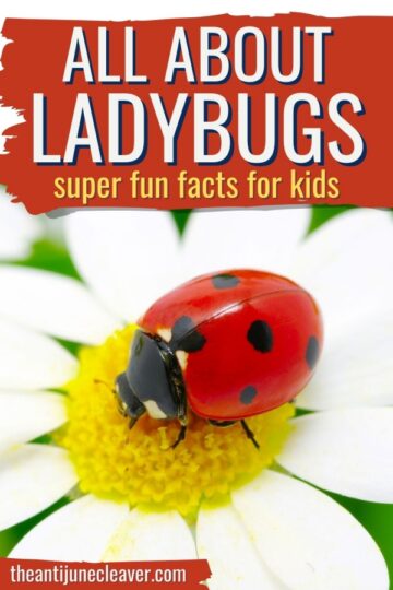 Fun Facts About Ladybugs for Kids + Printable Worksheets | Haus of Boys